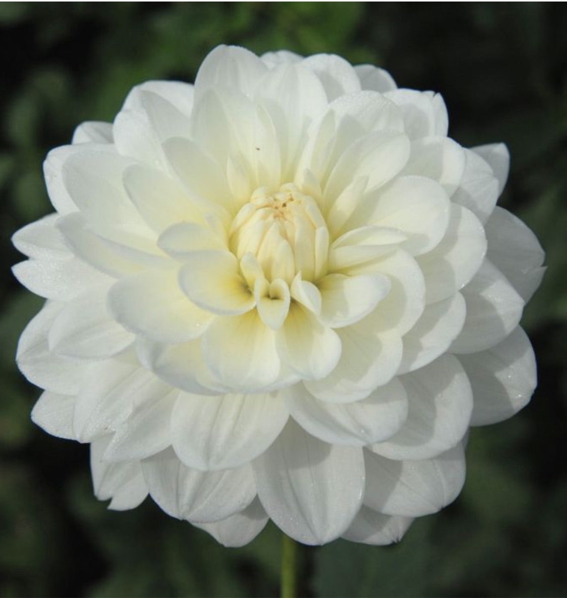 Whites – Two Doodles Dahlia's