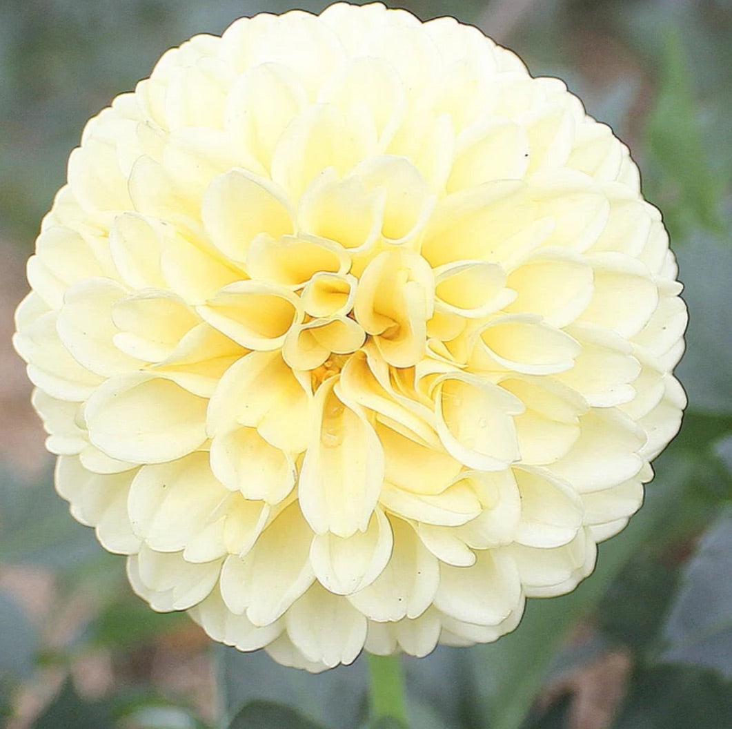 Creamy – Two Doodles Dahlia's