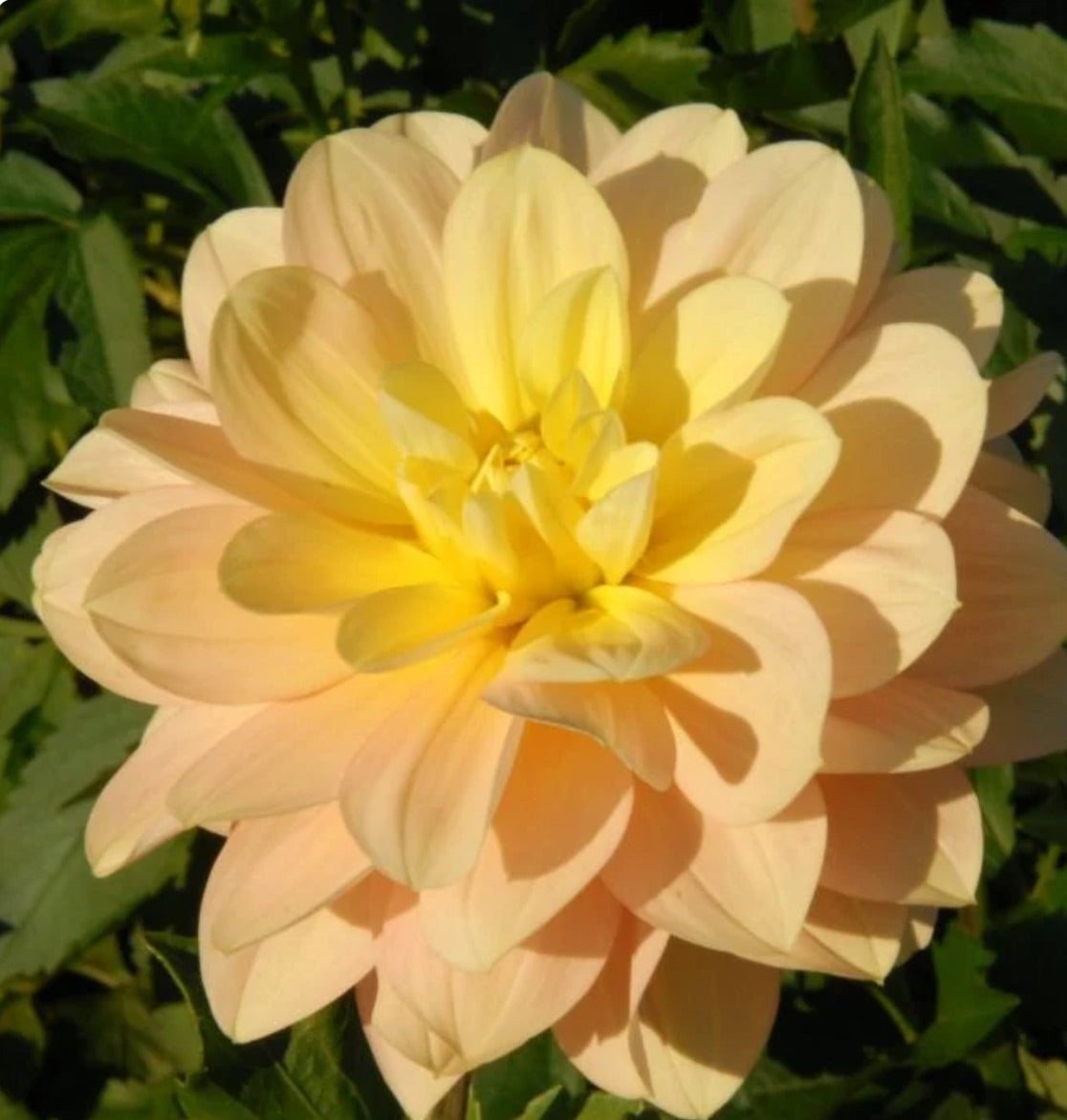 Day Dreamer – Two Doodles Dahlias