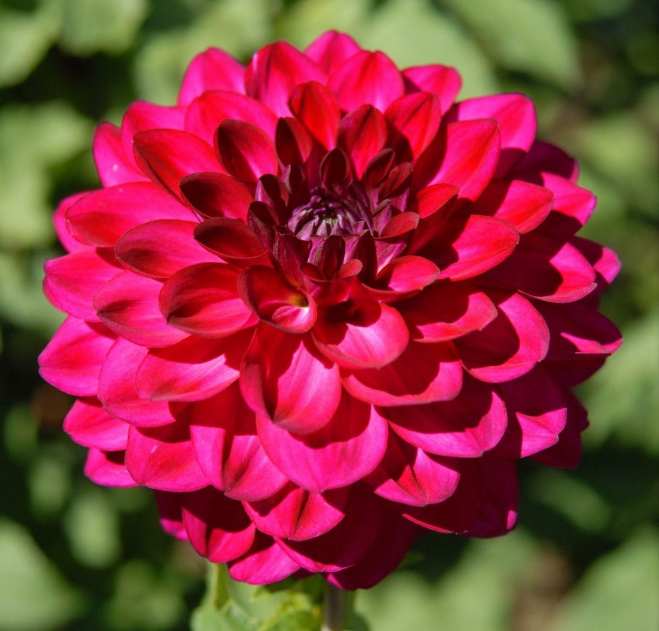 Fabulous – Two Doodles Dahlia's
