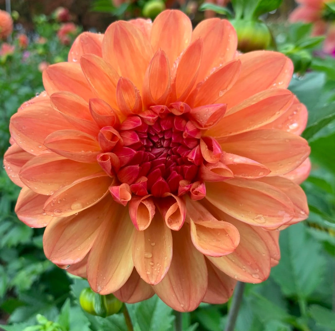 Ferncliff Copper – Two Doodles Dahlias
