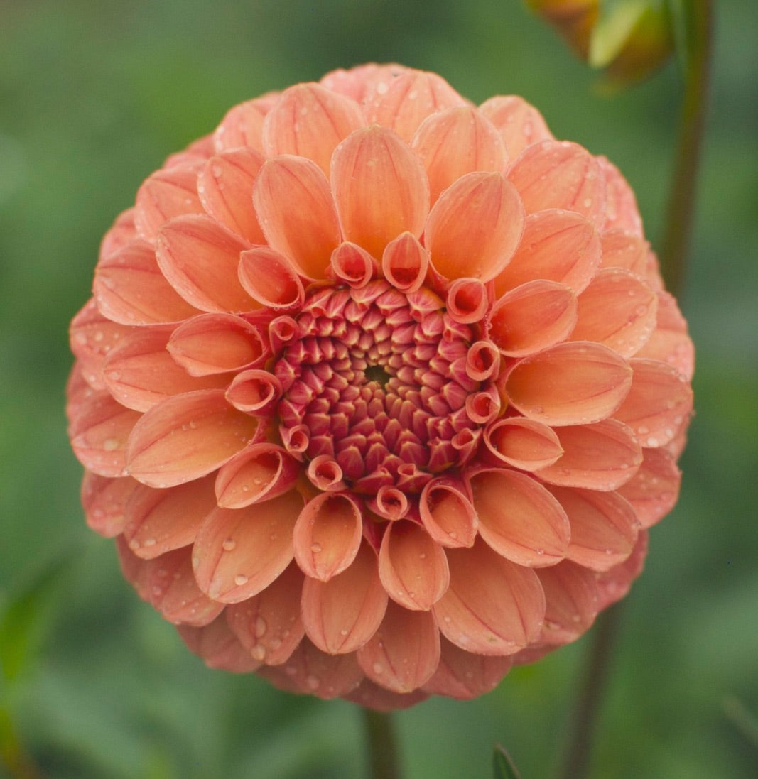 Rose Toscano – Two Doodles Dahlia's